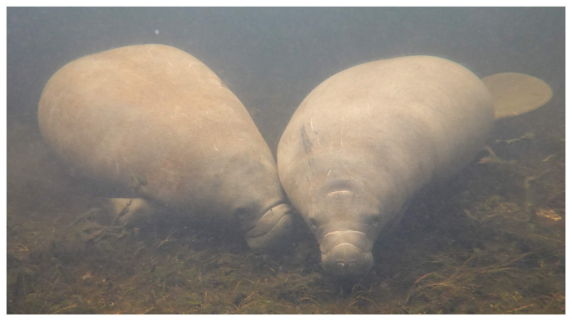 Cuidado con los manatíes: pueden resultar gravemente lesionados cuando ...