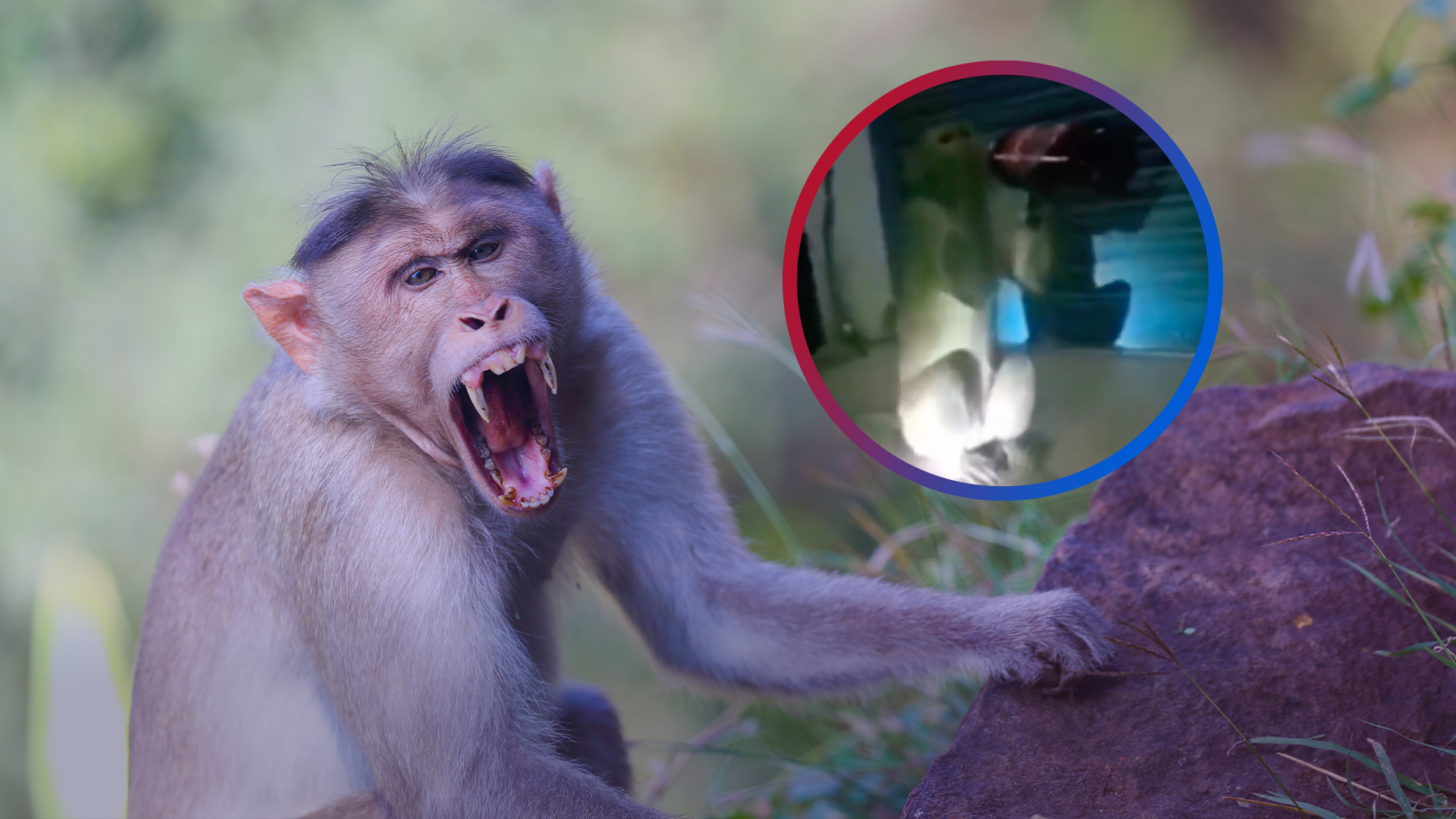 Descubren a chango alcohólico que se robaba botellas de una licorería ...