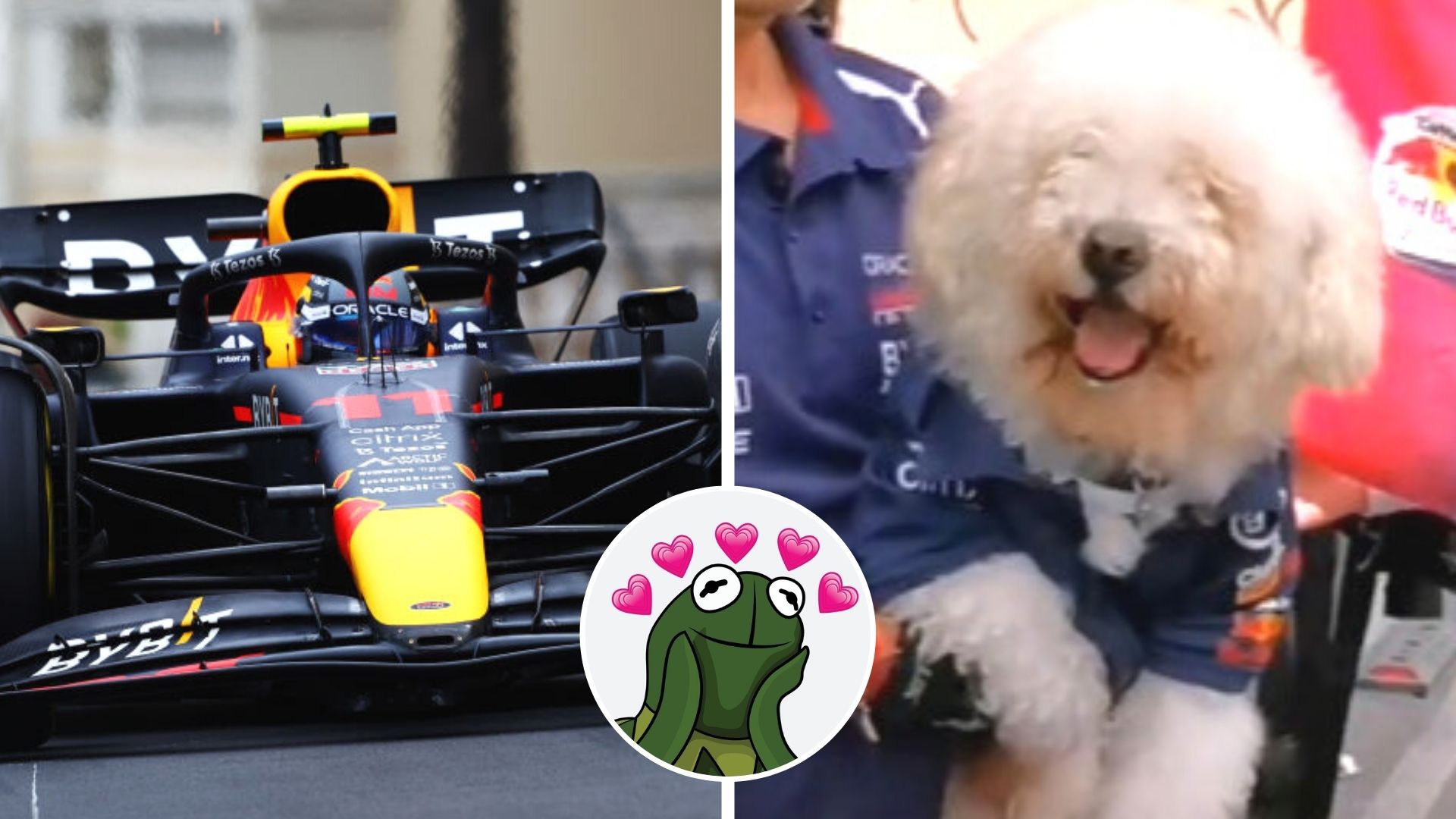 Perrito es captado conduciendo un auto de carreras: el video se volvió ...