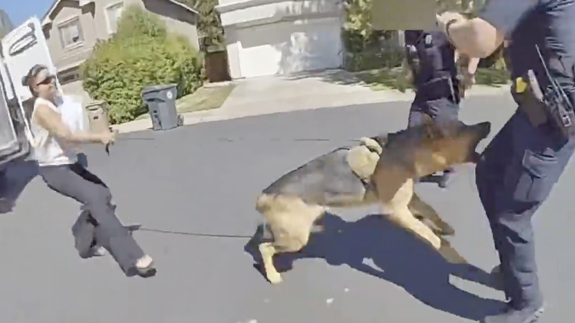 Busca detener el sacrificio de su perro que mordió a una persona en Elk ...