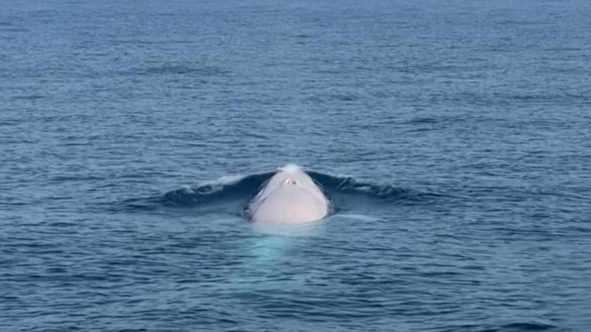 Una rara ballena blanca es vista por primera vez | Noticias Univision ...