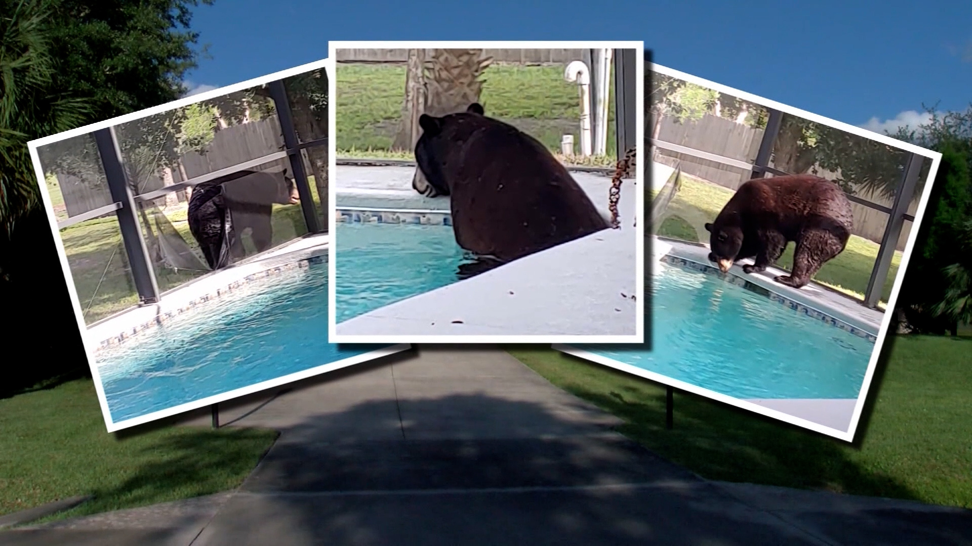 Enorme oso invade una casa en Florida para bañarse en la piscina ...