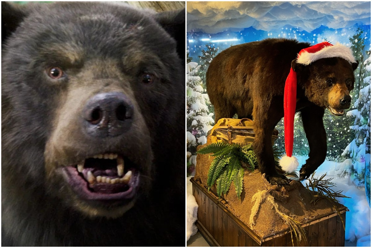 ‘Oso intoxicado’: Esta es la verdadera historia detrás de la película ...