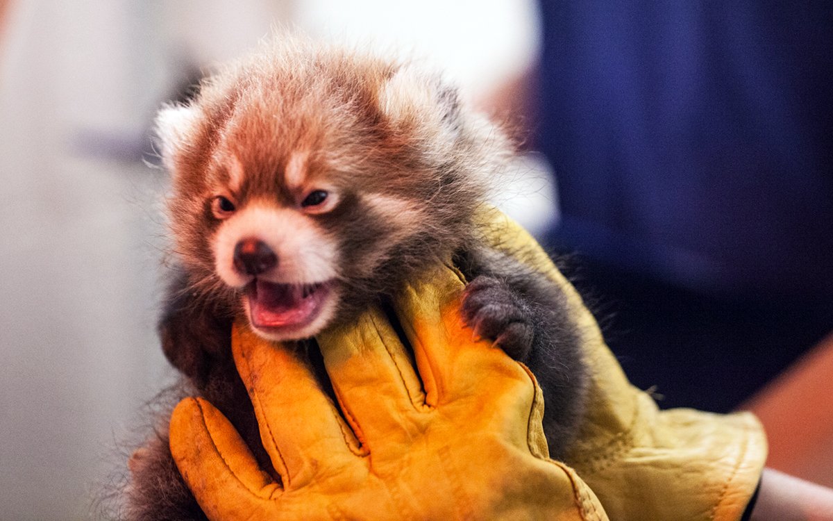 El zoológico Lincoln anuncia el nacimiento de dos pandas rojos ...