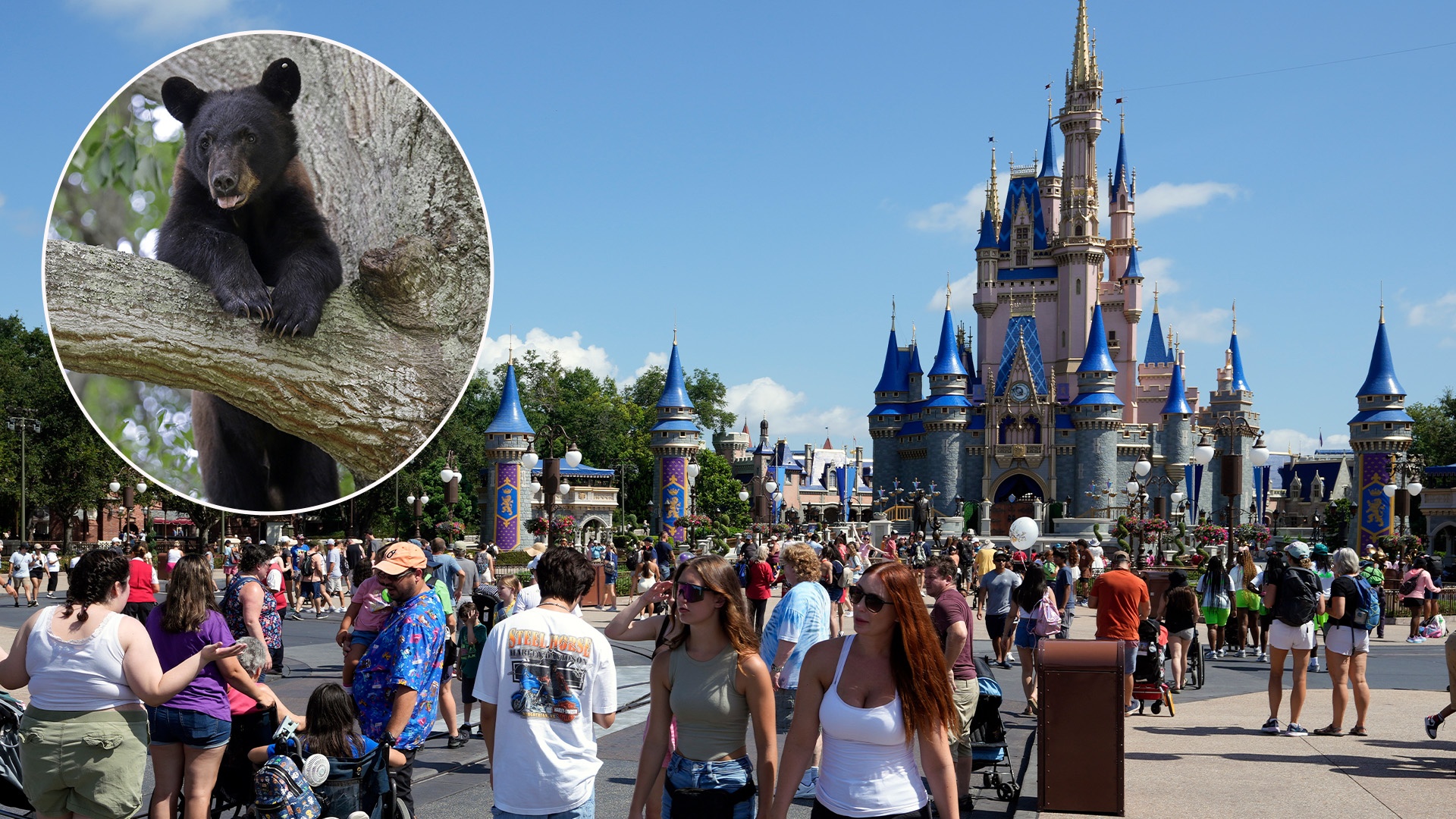 Oso deambula por el parque Magic Kingdom de Walt Disney World en ...