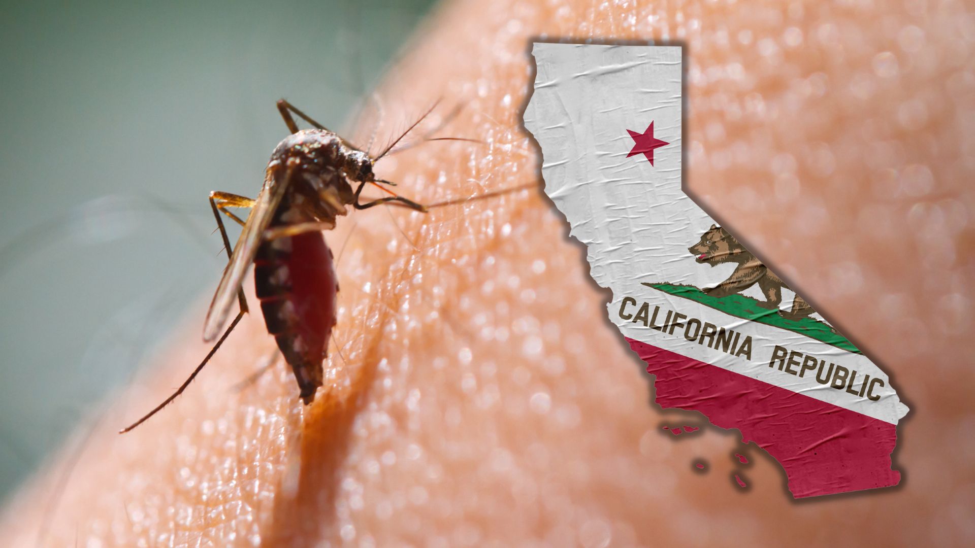 Is There A New Mosquito In California at Vikki Kearney blog
