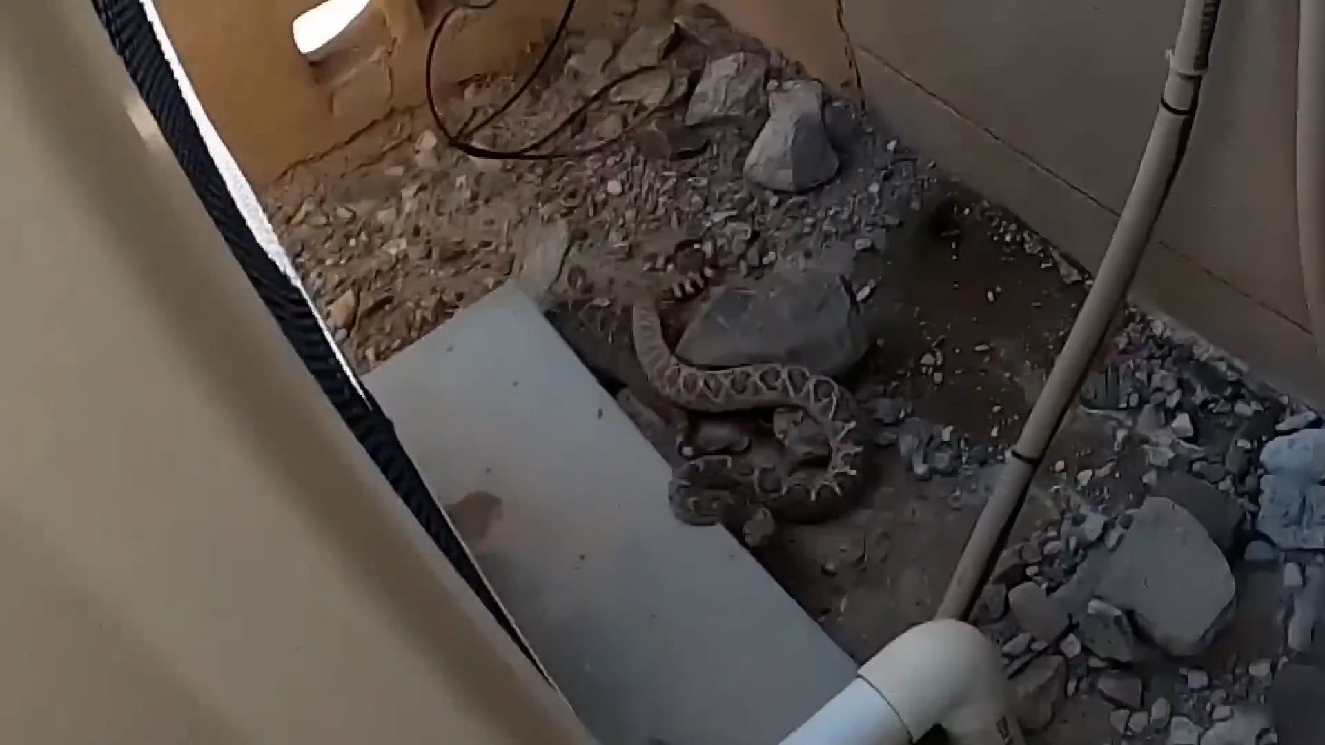 Cámara en el timbre de una mujer capta dos serpientes de cascabel en su ...