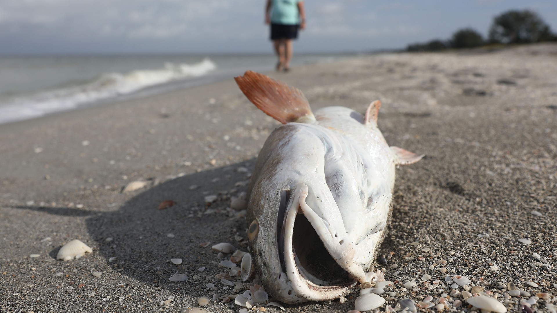 Qué es la marea roja y por qué puede ser peligrosa para la salud ...