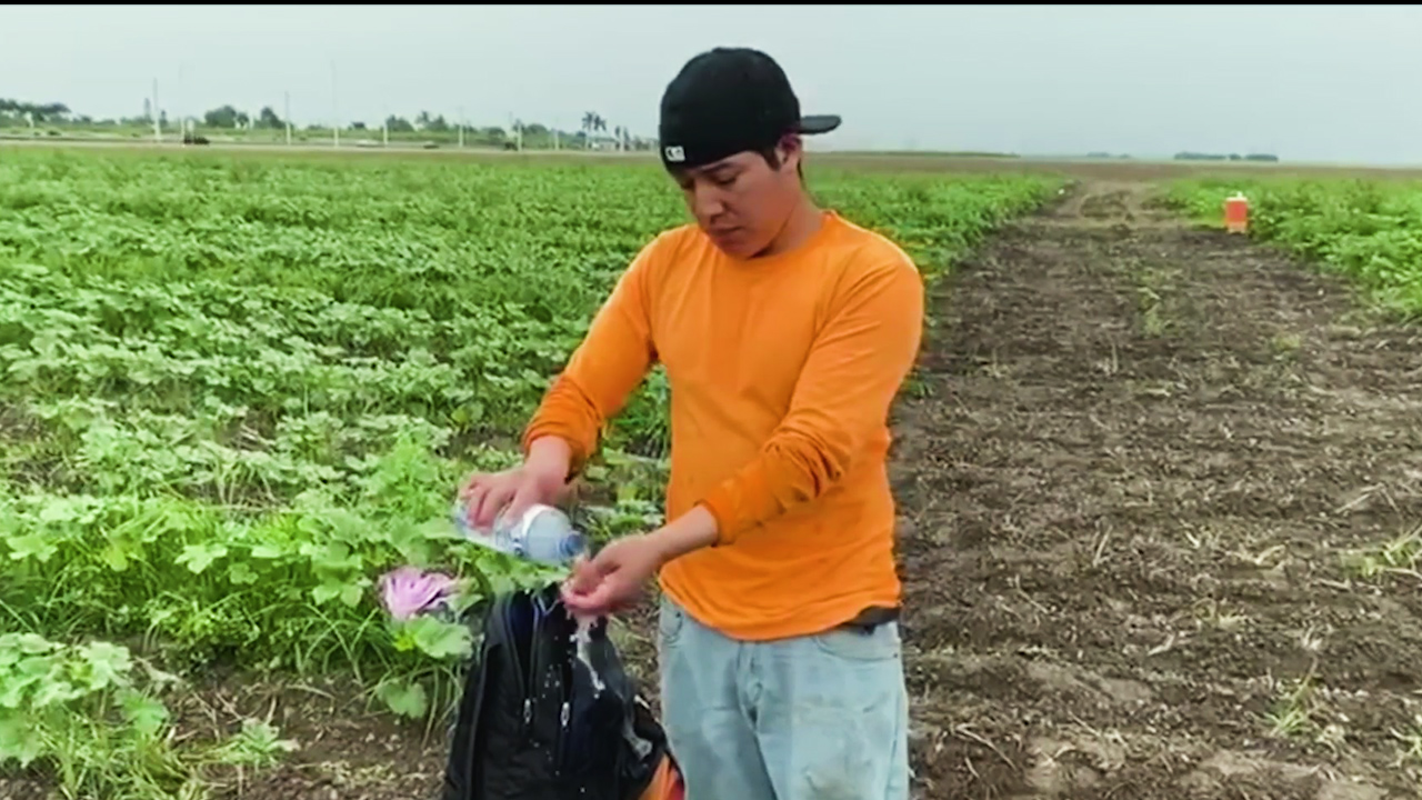 Farmworkers worry over lack of access to ‘PPE’ | Univision News | Univision