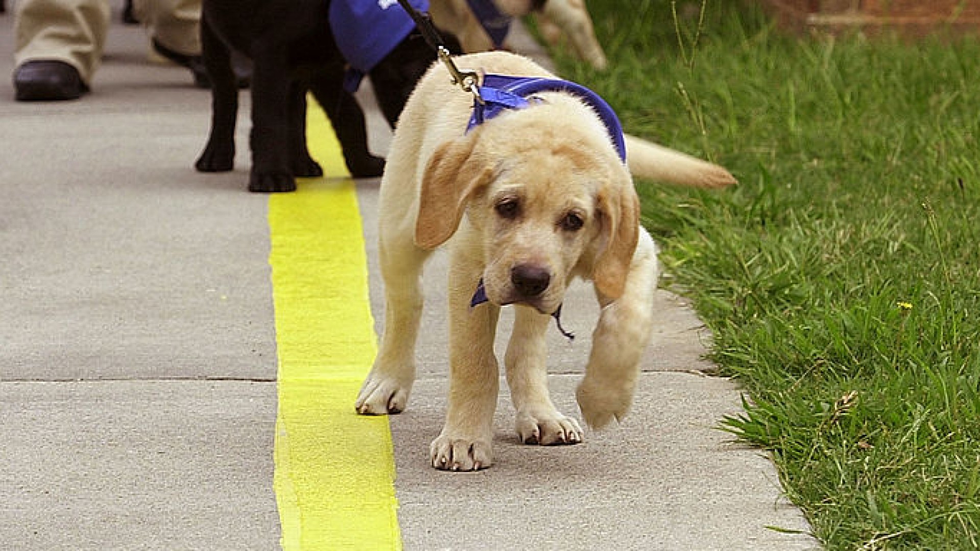 Esta organización te invita a adoptar y criar a un perro como animal ...