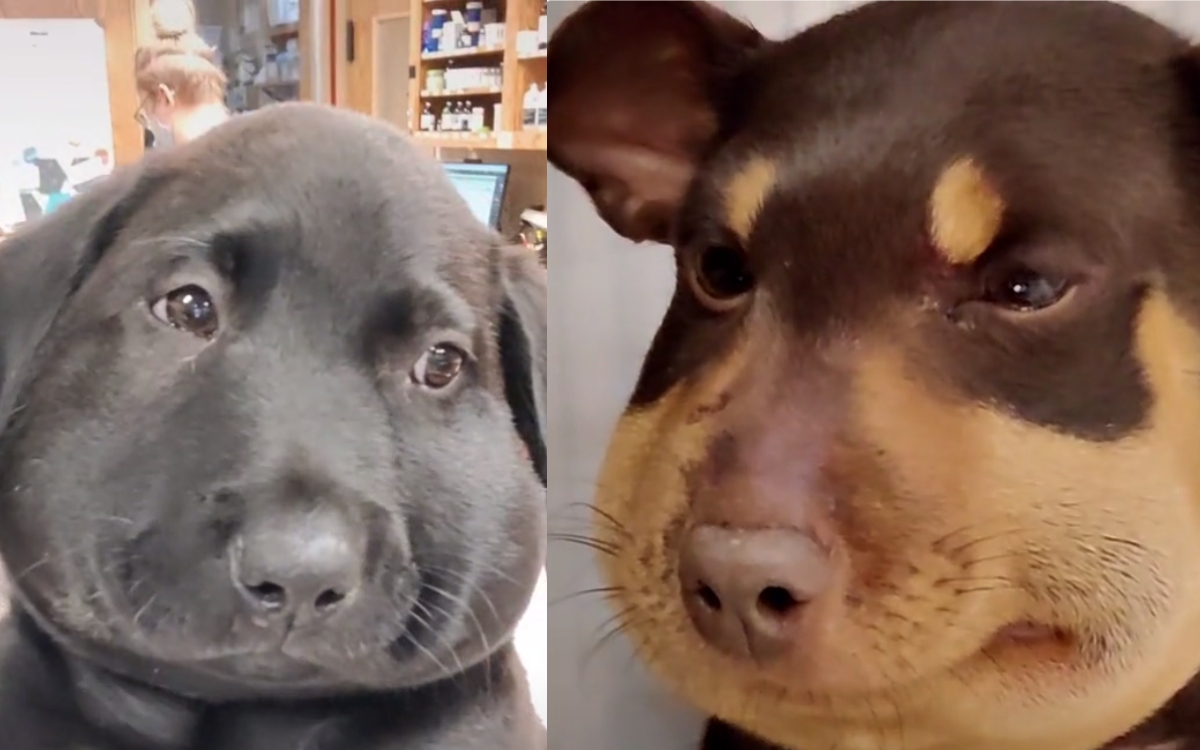 ¿Qué le pasó a estos perritos cachetones? La respuesta no te hará reír ...