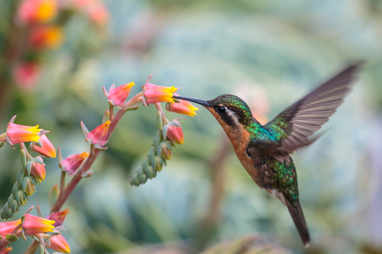 Colibríes y otros animales que son considerados símbolos de buena ...