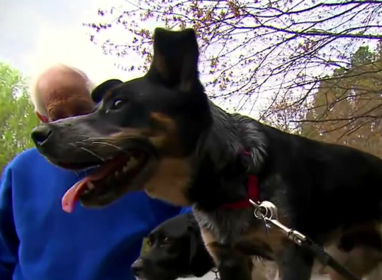 Tips para identificar a un perro agresivo y qué hacer ante un ataque ...