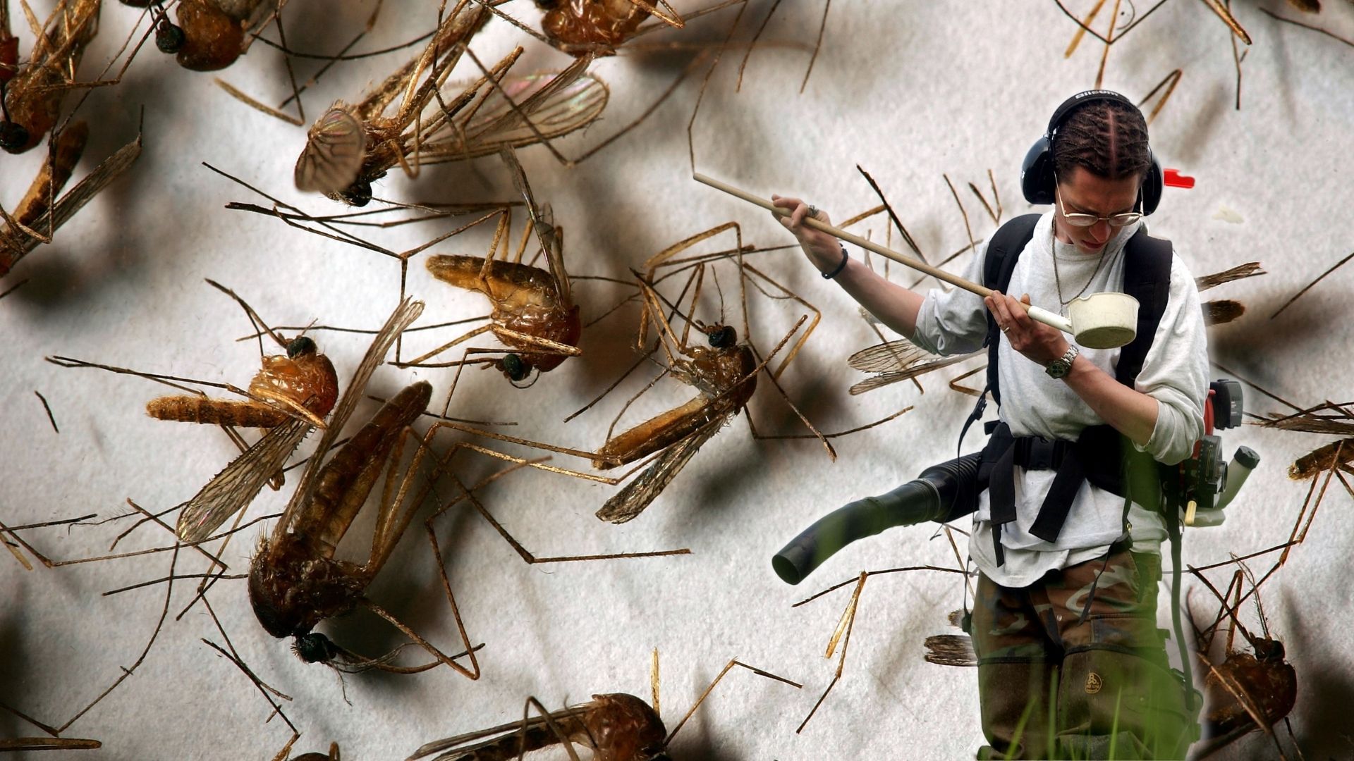 Atlanta se encuentra entre las ciudades con más insectos de todo ...