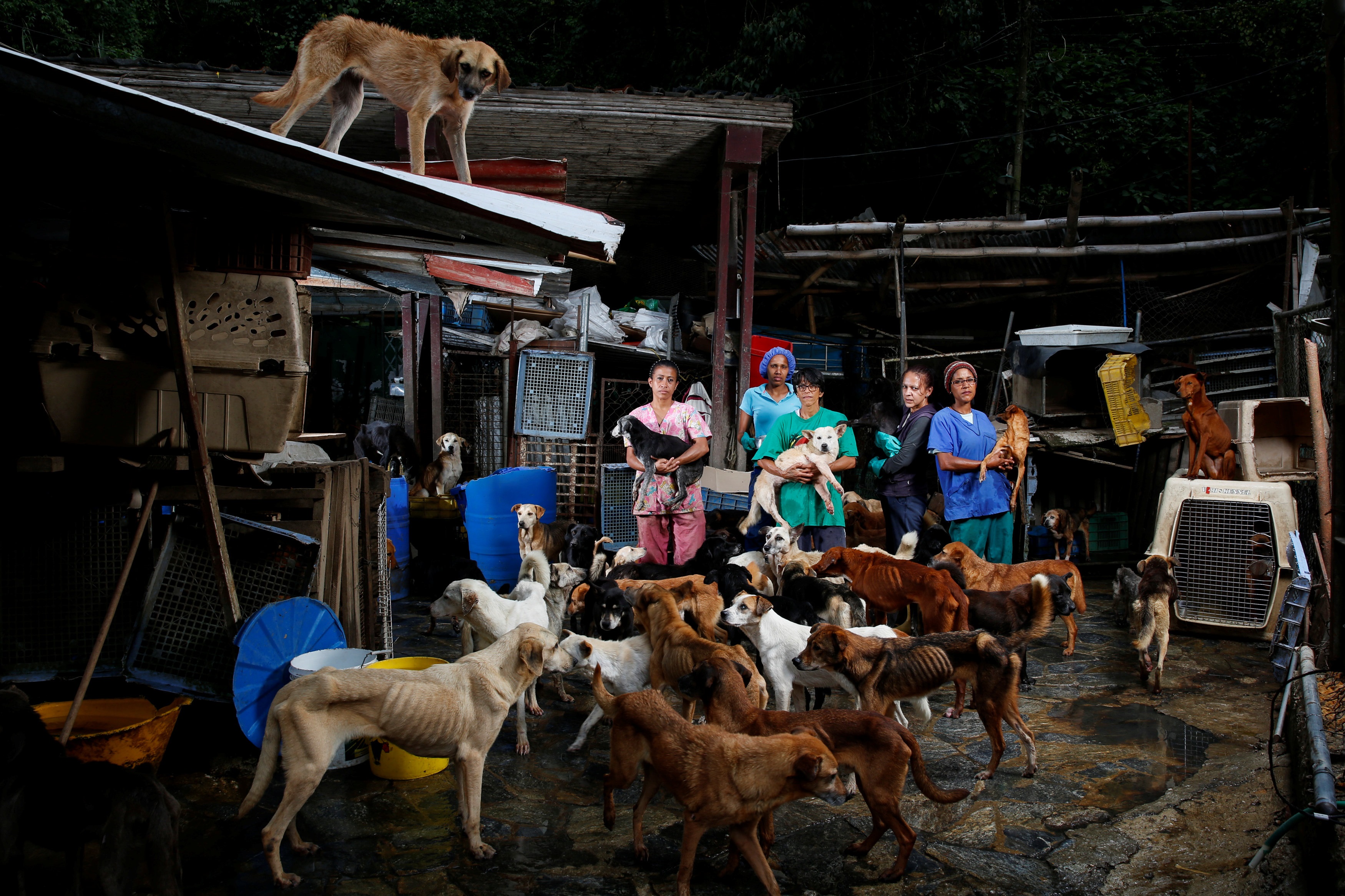 Venezuelans struggle to feed their dogs | Univision News | Univision