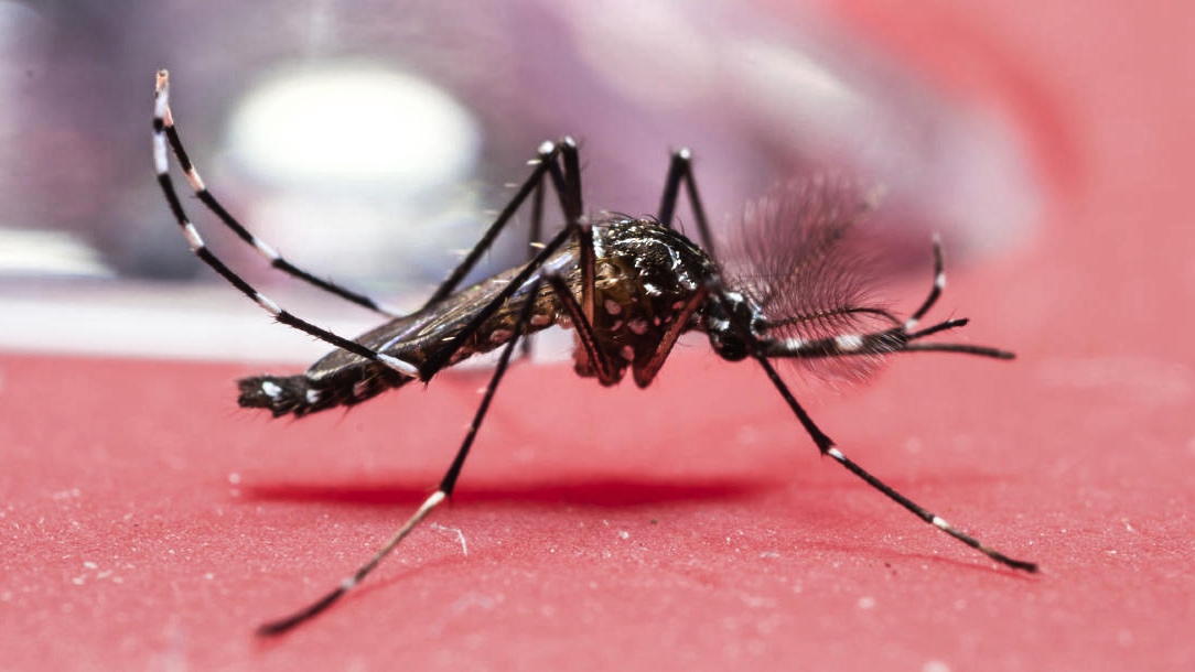 Detectan en Long Beach el mosquito que transmite el Zika y otros virus ...