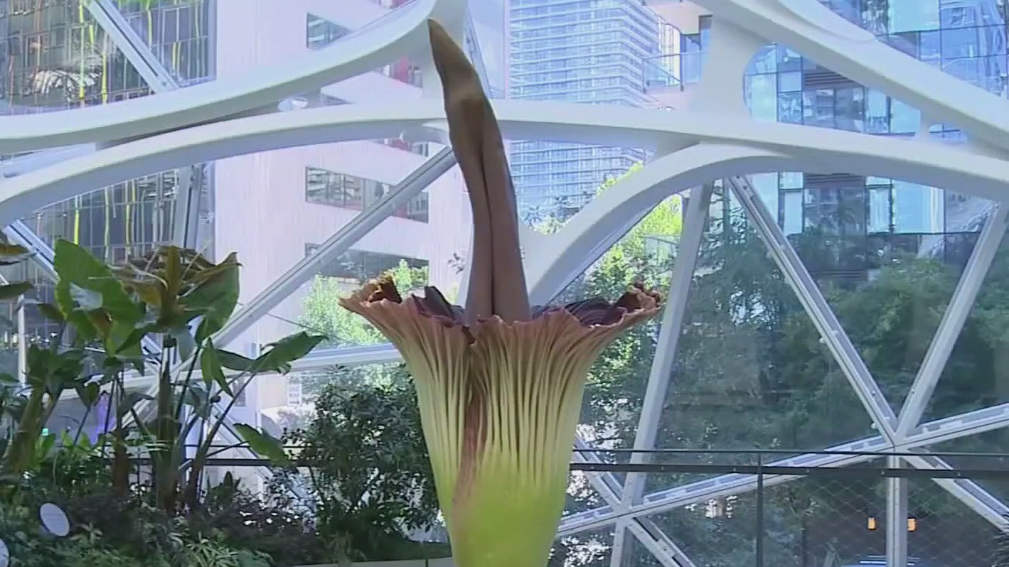 Conoce la flor cadáver que sorprende por su olor a carne podrida ...