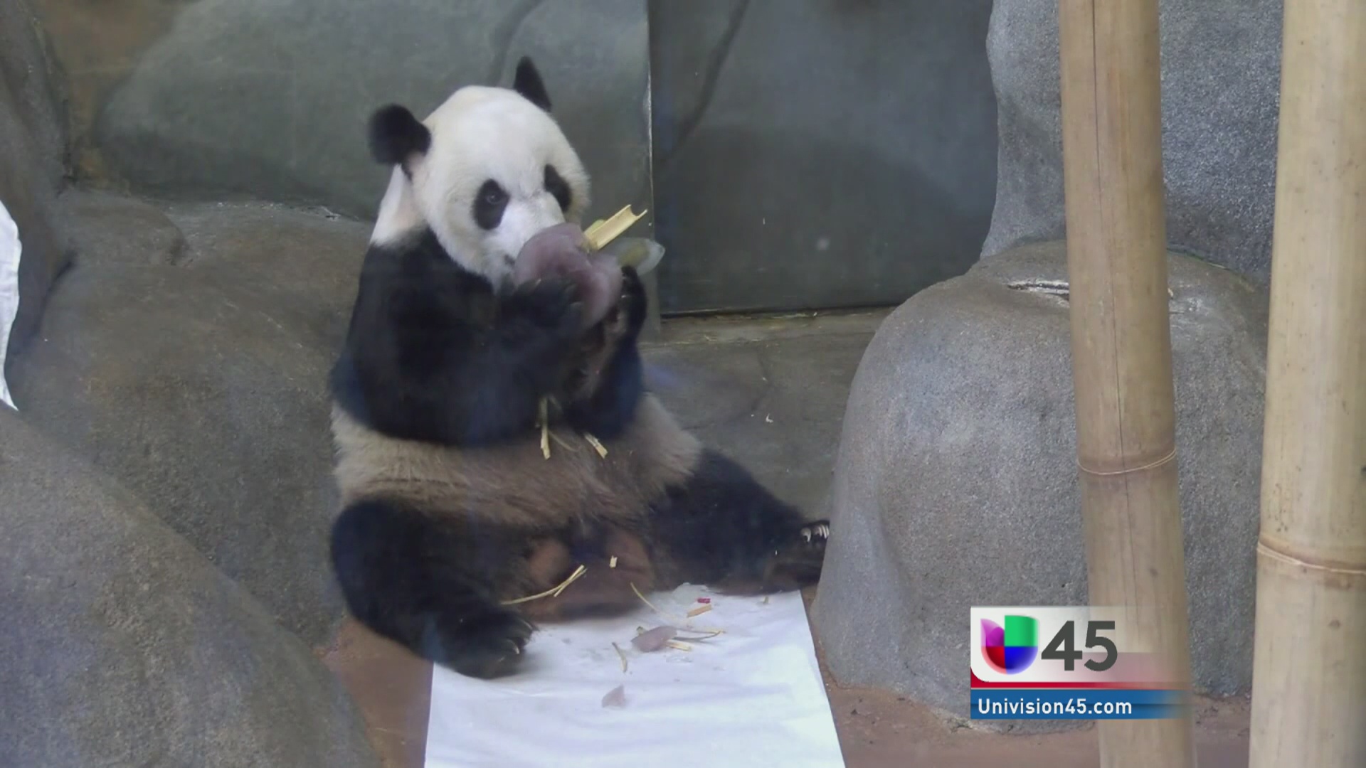 Osito Panda celebra su “Sweet 16” | Video | Univision 45 Houston KXLN ...