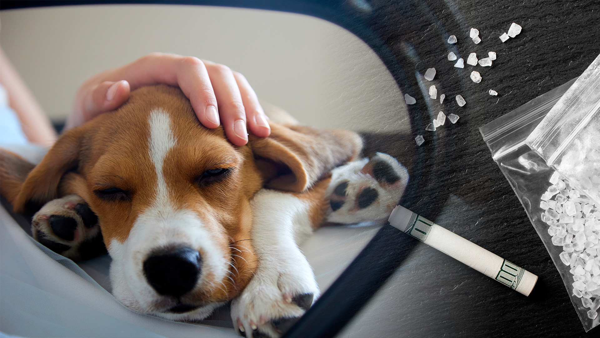 5 perros intoxicados con metanfetamina luego de pasear en parques de ...