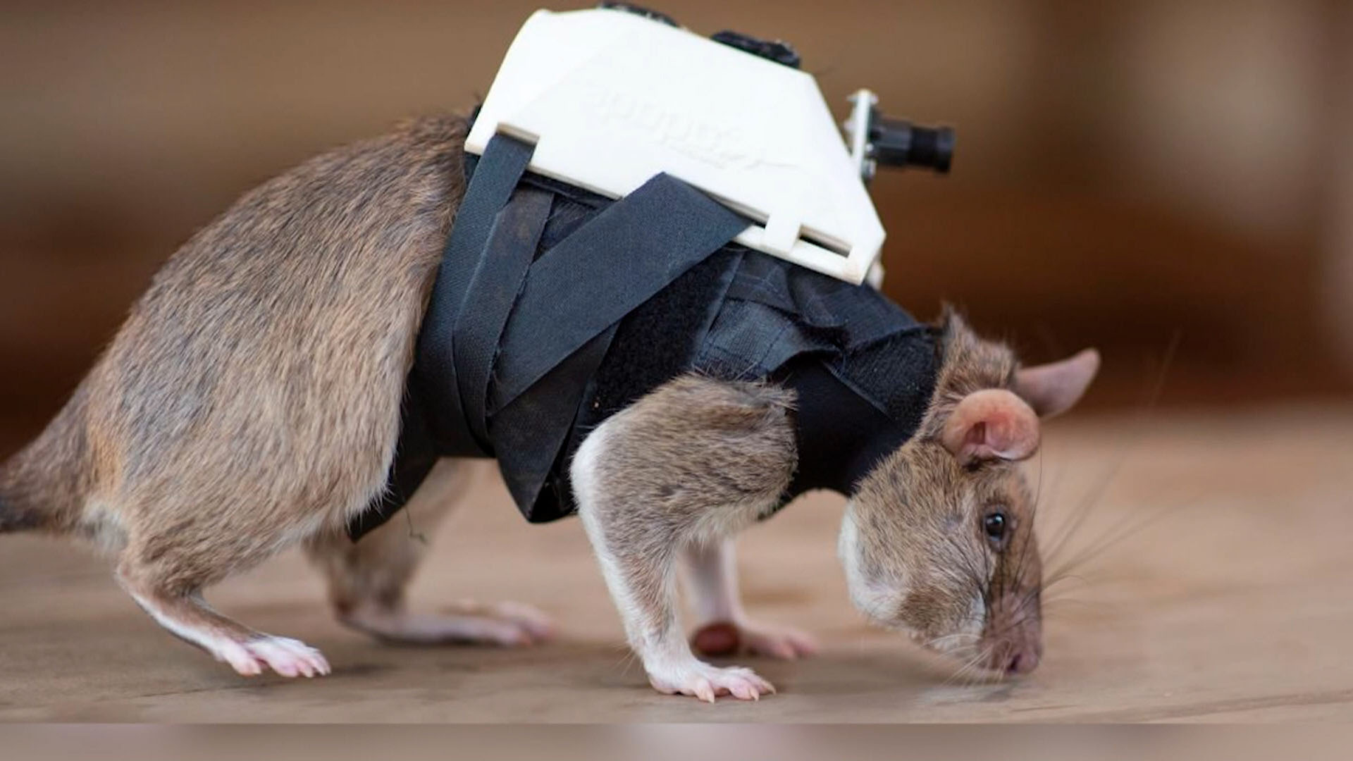 Ratas con mochila podrían ayudar a rescatar a sobrevivientes de ...