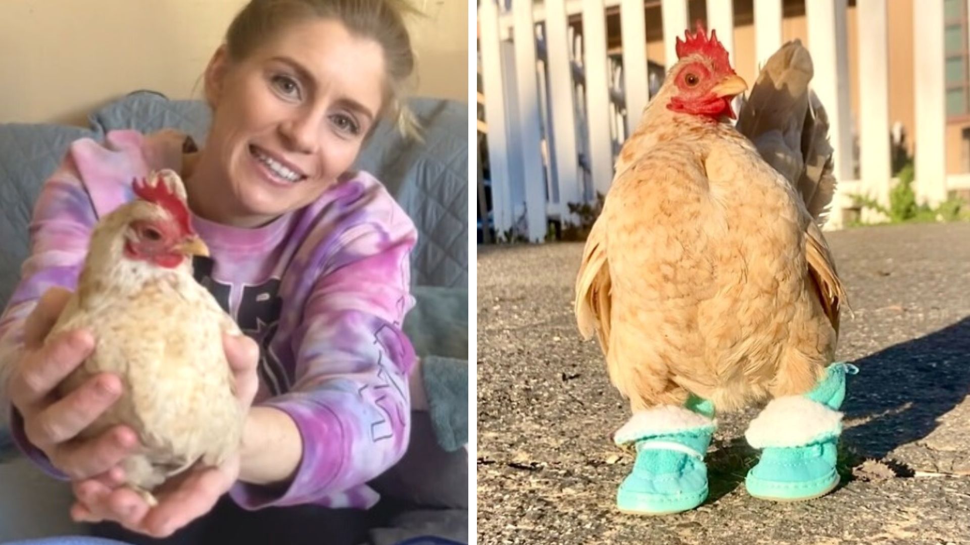 Nubz, el pollito que se ganó el corazón de Internet por usar botas: son ...