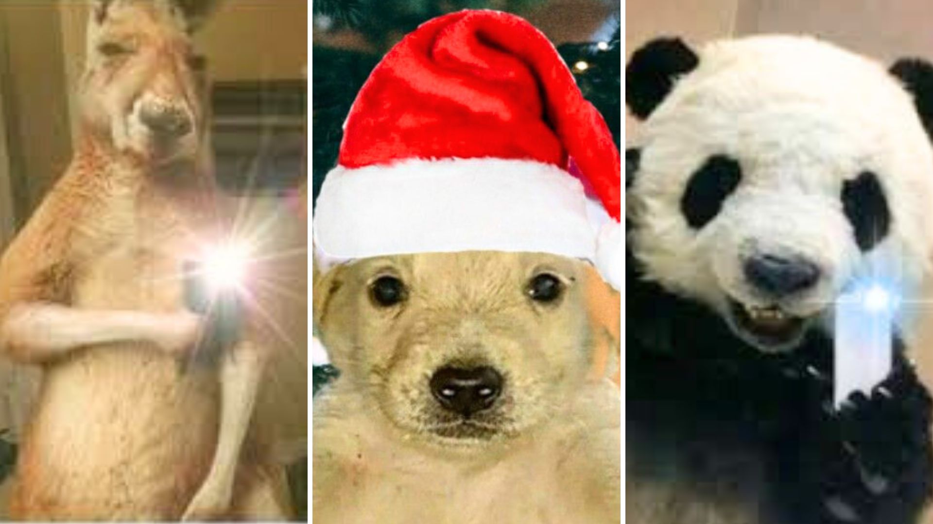 ¿Qué es el Team Canguro, Team Panda y Team Secta Navideña y por qué se ...