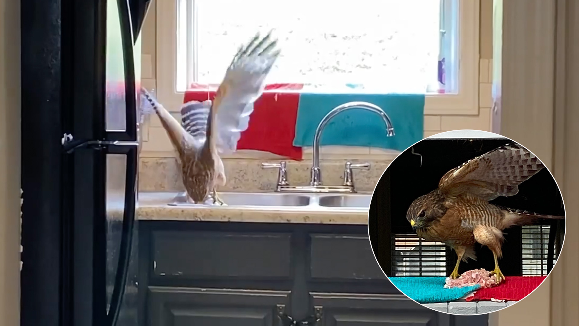 Gavilán entra a la casa de una familia hispana en Durham y los deja sin ...