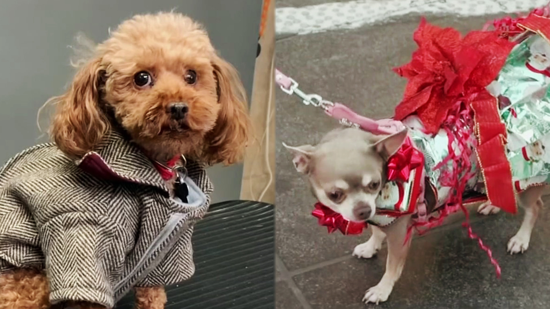 Moda canina en Nueva York: diseñador mexicano impone tendencias con sus ...