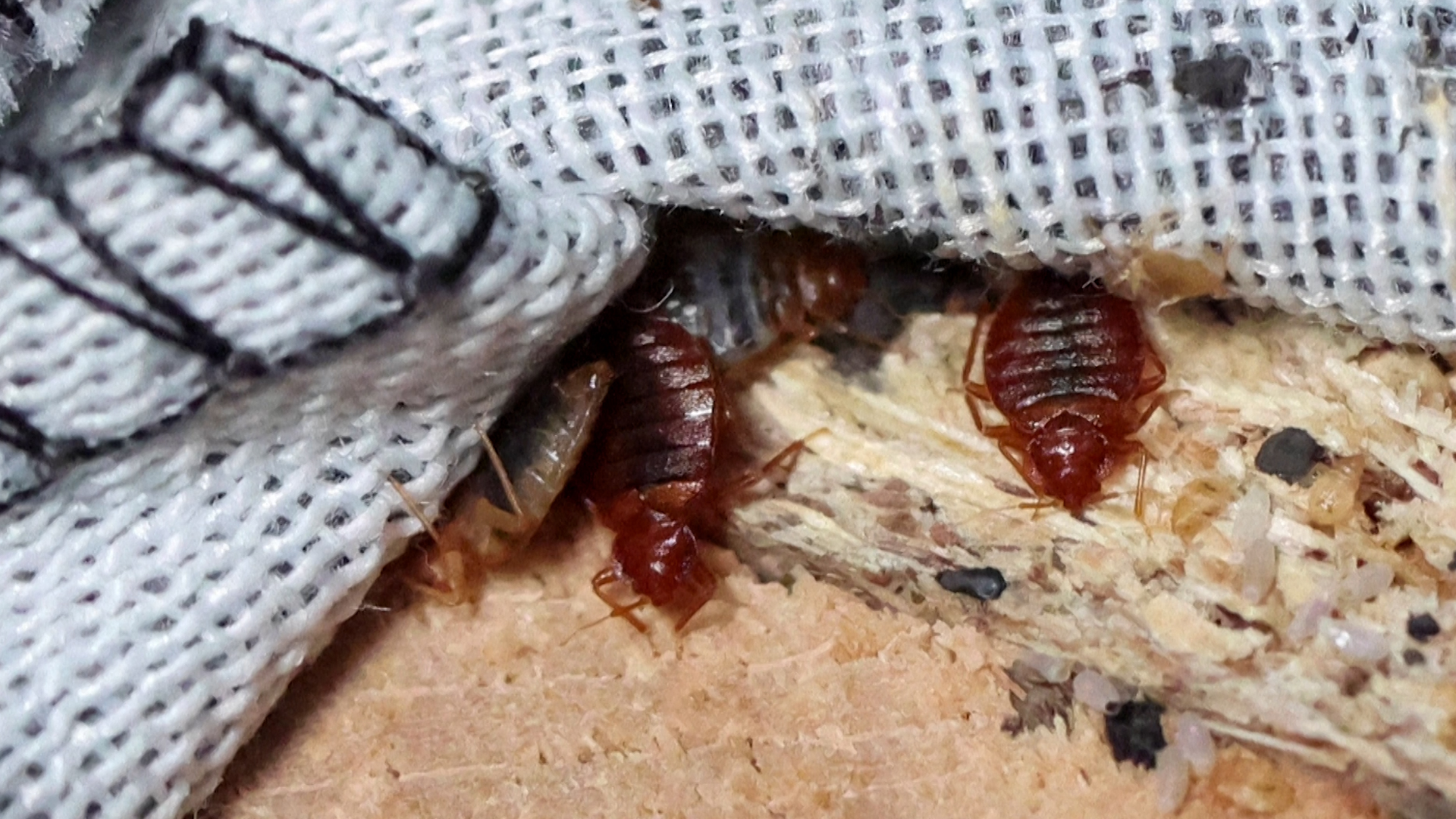 Cómo evitar llevar chinches a casa ante el aumento de plagas a nivel ...