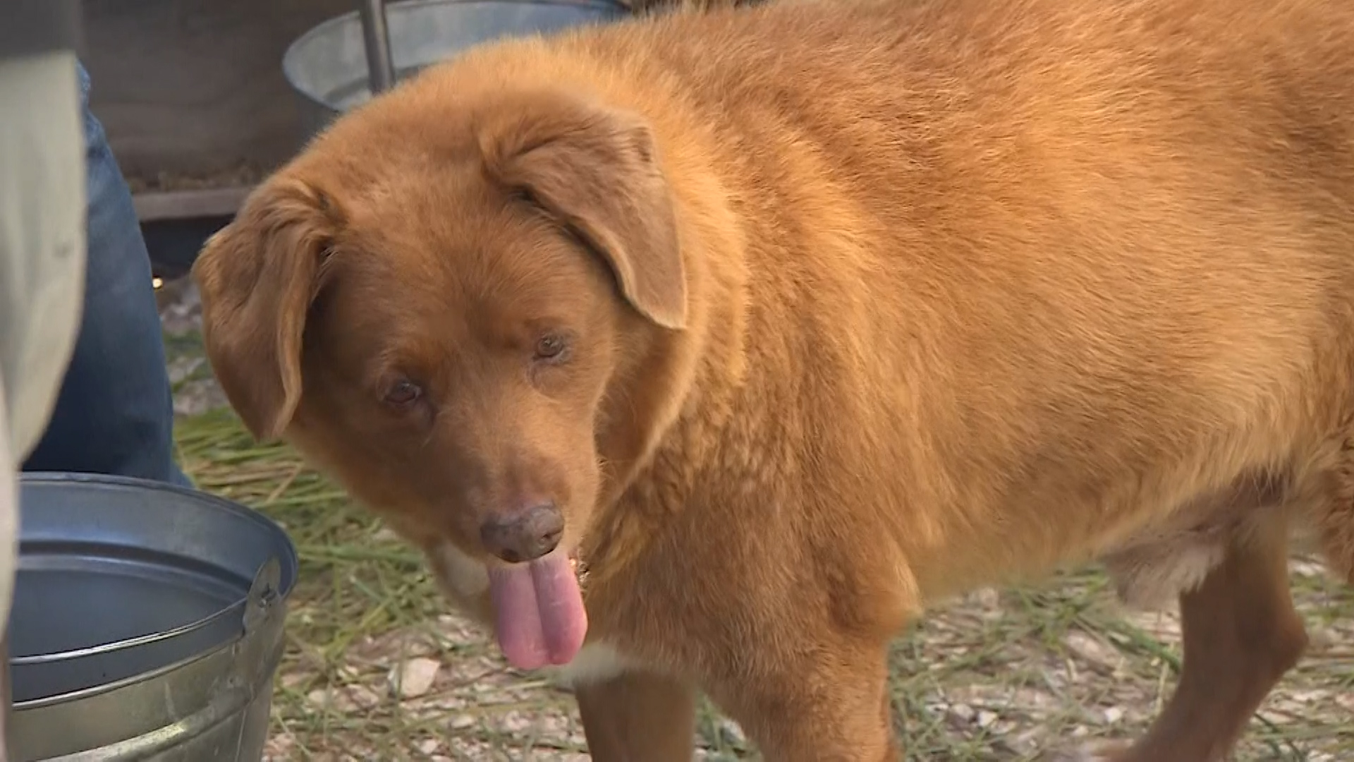 Así fue la celebración del cumpleaños #31 de Bobi, el perro más viejo ...