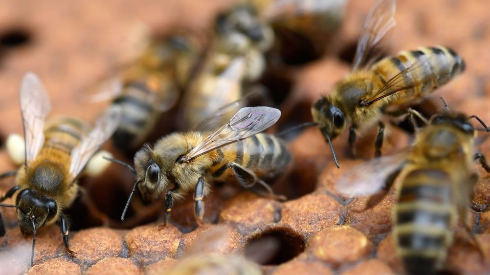 Miles de abejas invaden una esquina de Times Square, Nueva York | Noticias Univision Edicion ...