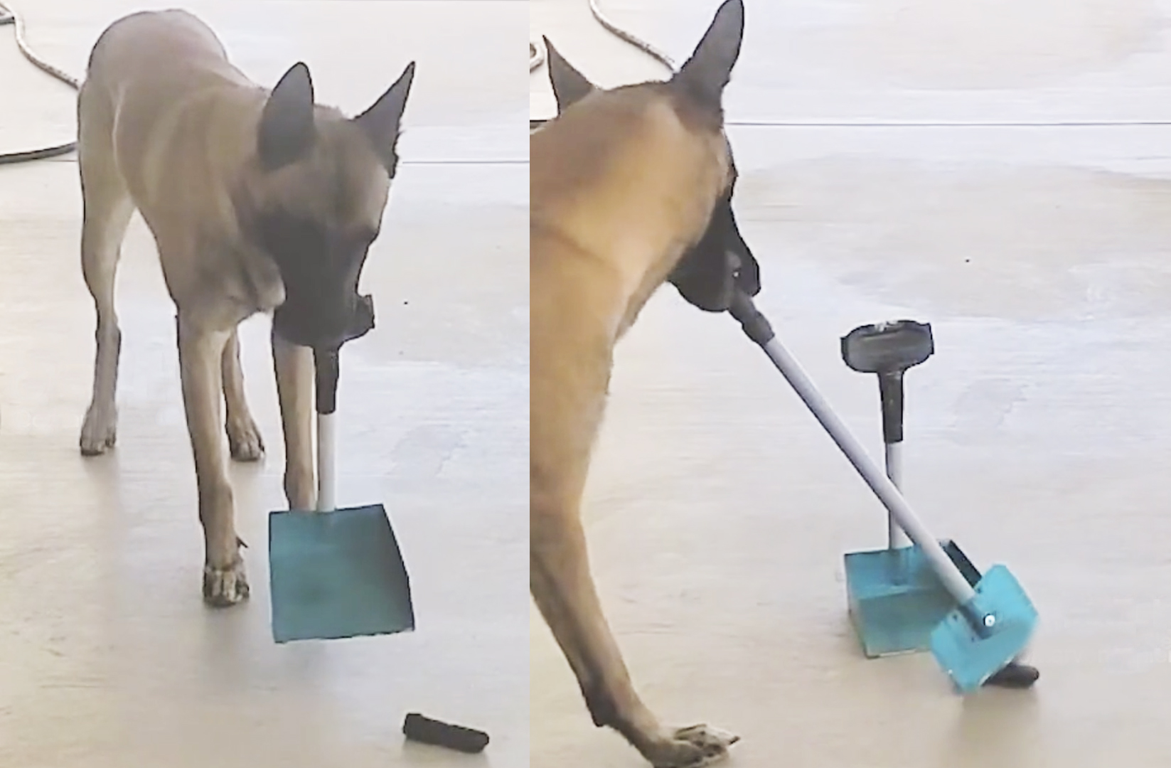 Perrito conmociona Internet al limpiar su popó con escoba y recogedor ...