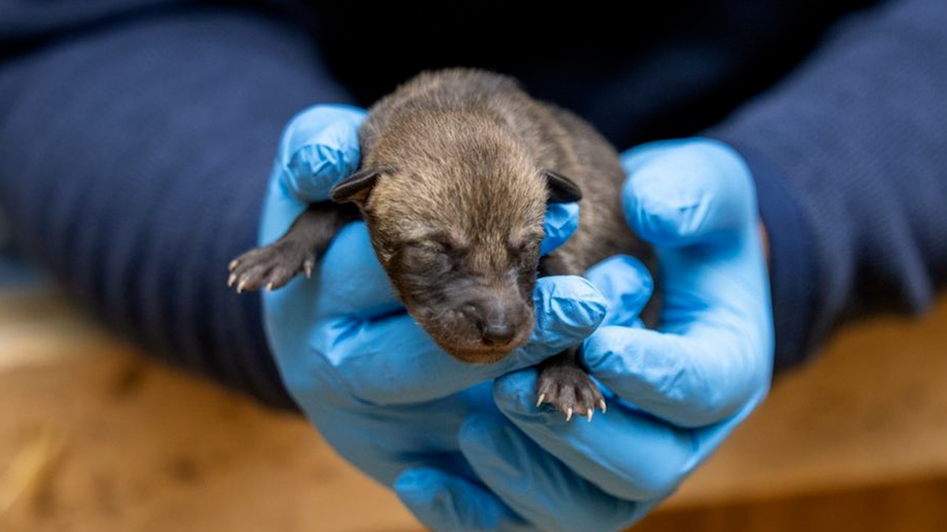Nacen dos camadas de lobos rojos en NC, especie en peligro de extinción ...