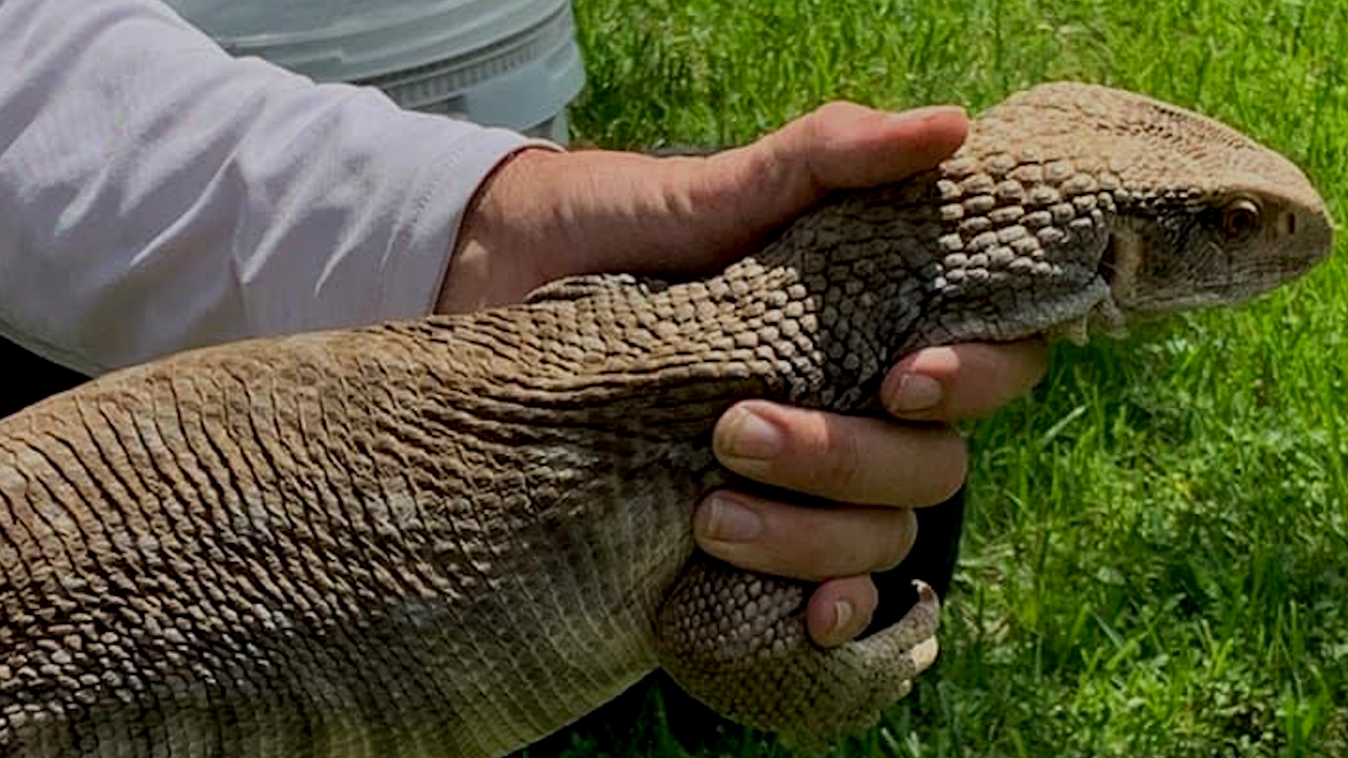 El extraño lagarto que encontró una familia en su casa de Florida ...
