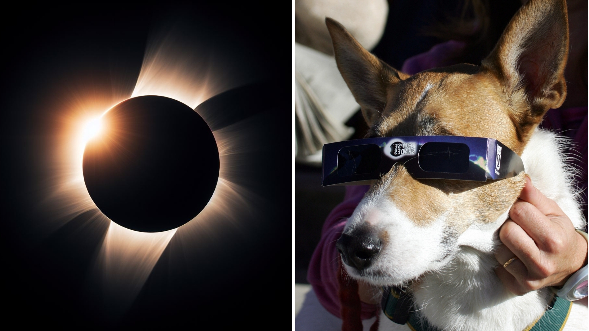 Cómo proteger a tus mascotas (perros y gatos) durante el eclipse solar del 8 de abril 2024: tips ...