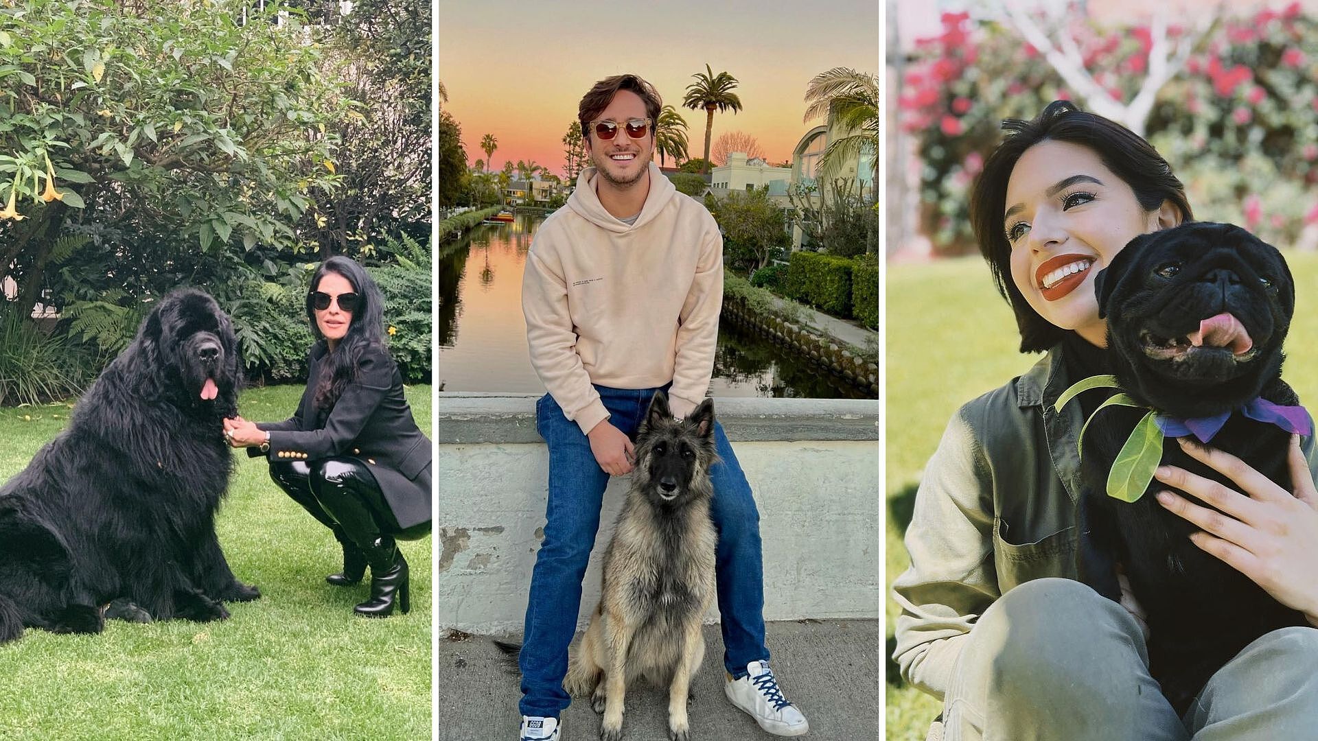 Día del Perro: 5 mascotas que son tan famosas como sus dueños | Shows ...