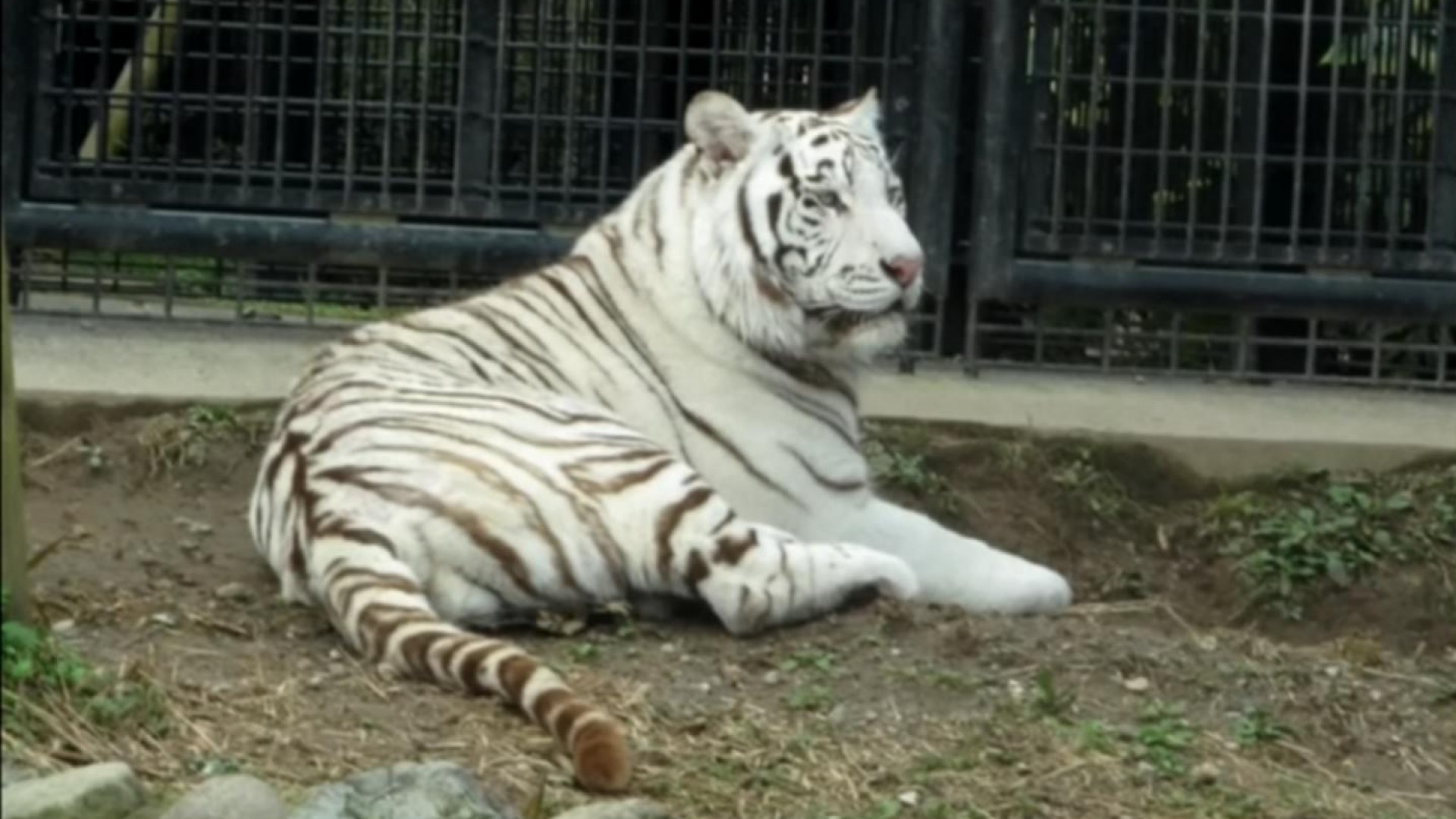 Un tigre blanco ataca mortalmente a su guardián | Noticias Univision ...