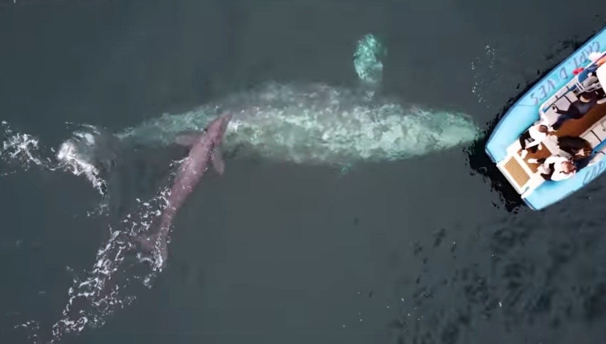 Nace una ballena gris frente a turistas en Dana Point California ...
