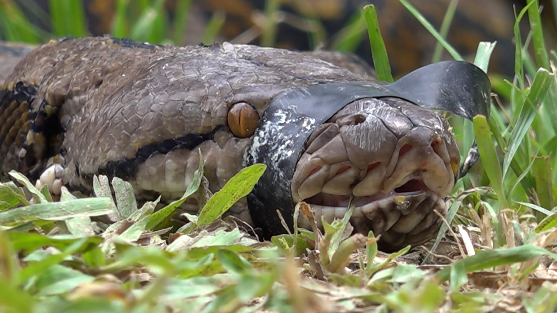 Pitón reticulada, la serpiente invasora que se expande por Puerto Rico ...