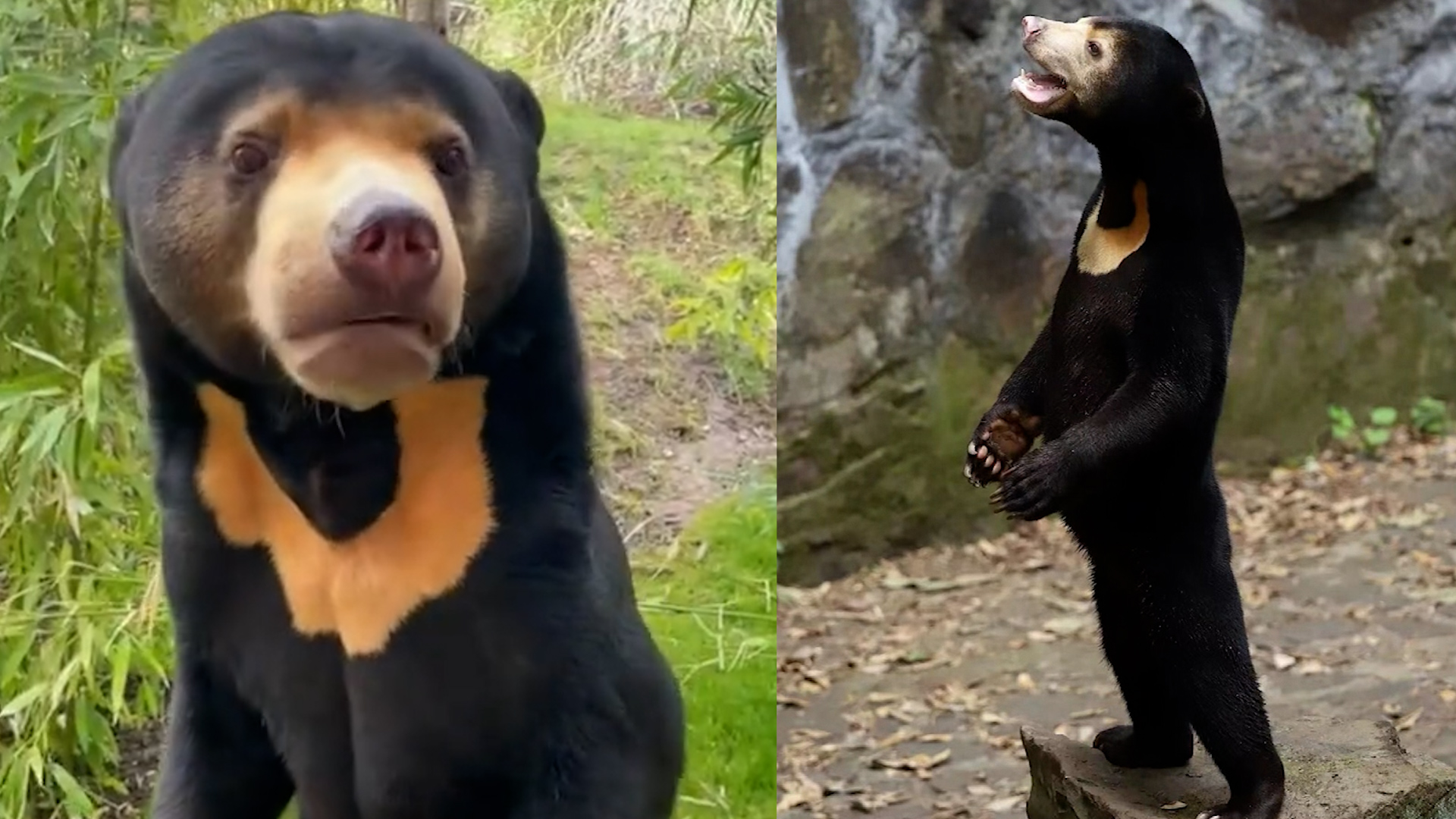 En China aseguran que es un hombre disfrazado de oso, ¿tú qué opinas ...