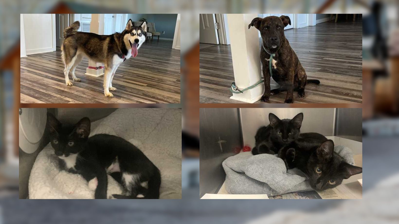 Animales sobrevivientes del huracán Ian llegan a PSPCA en Pensilvania y ...