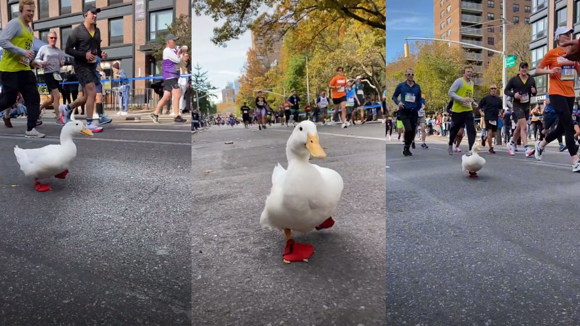 Wrinkle, el "pato atleta" que, tras correr el Maratón de Nueva York, se ...
