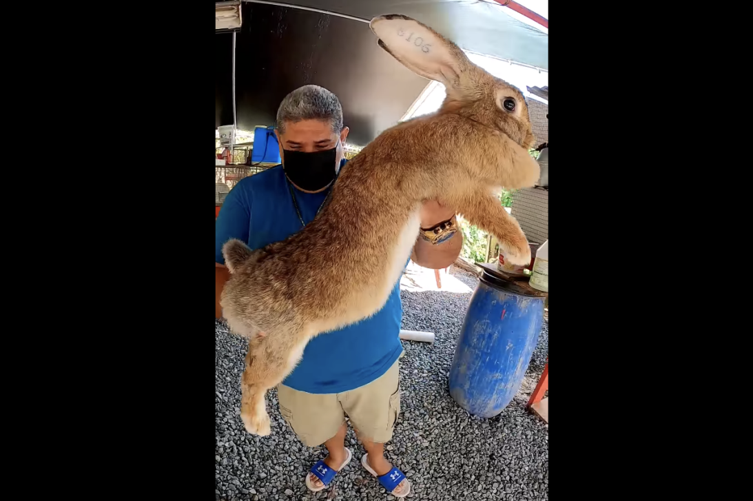 Conejos gigantes criados en Moca causan sensación en las redes sociales ...