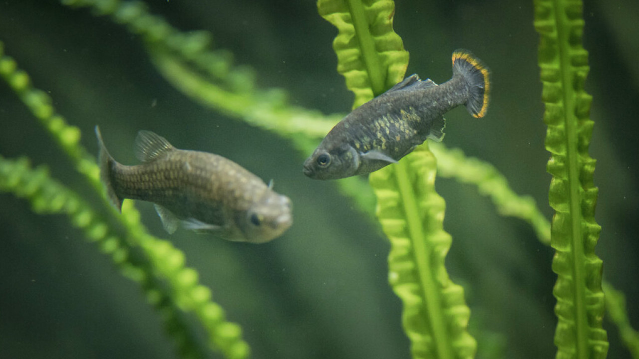 Regresa a su hábitat el ‘aleta de tequila’, un pez mexicano que había ...