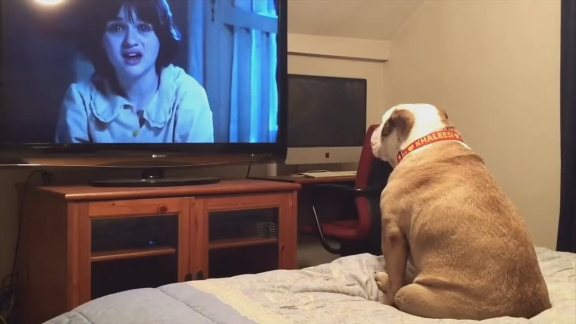 La reacción de esta bulldog al ver un film de terror con su familia se ...