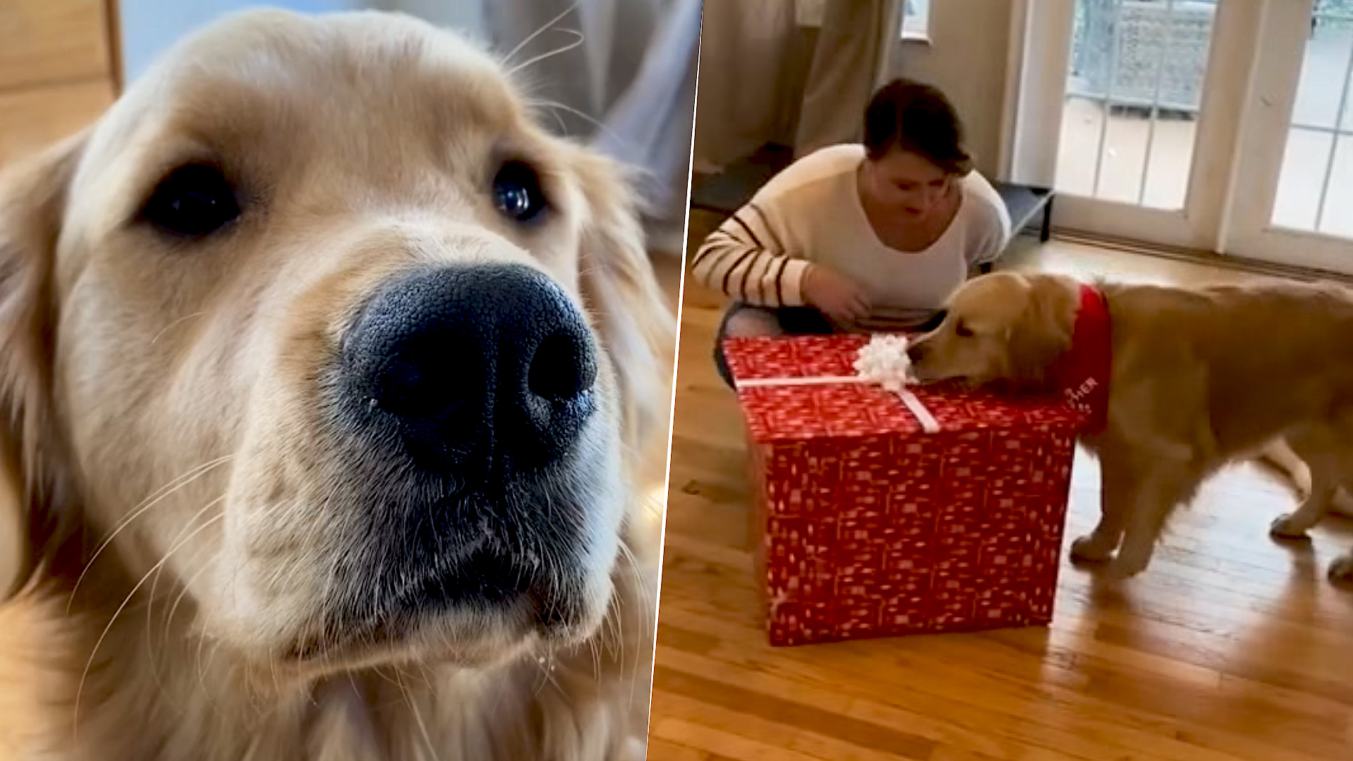 Este perro estaba muy emocionado por abrir su regalo: recibió la ...