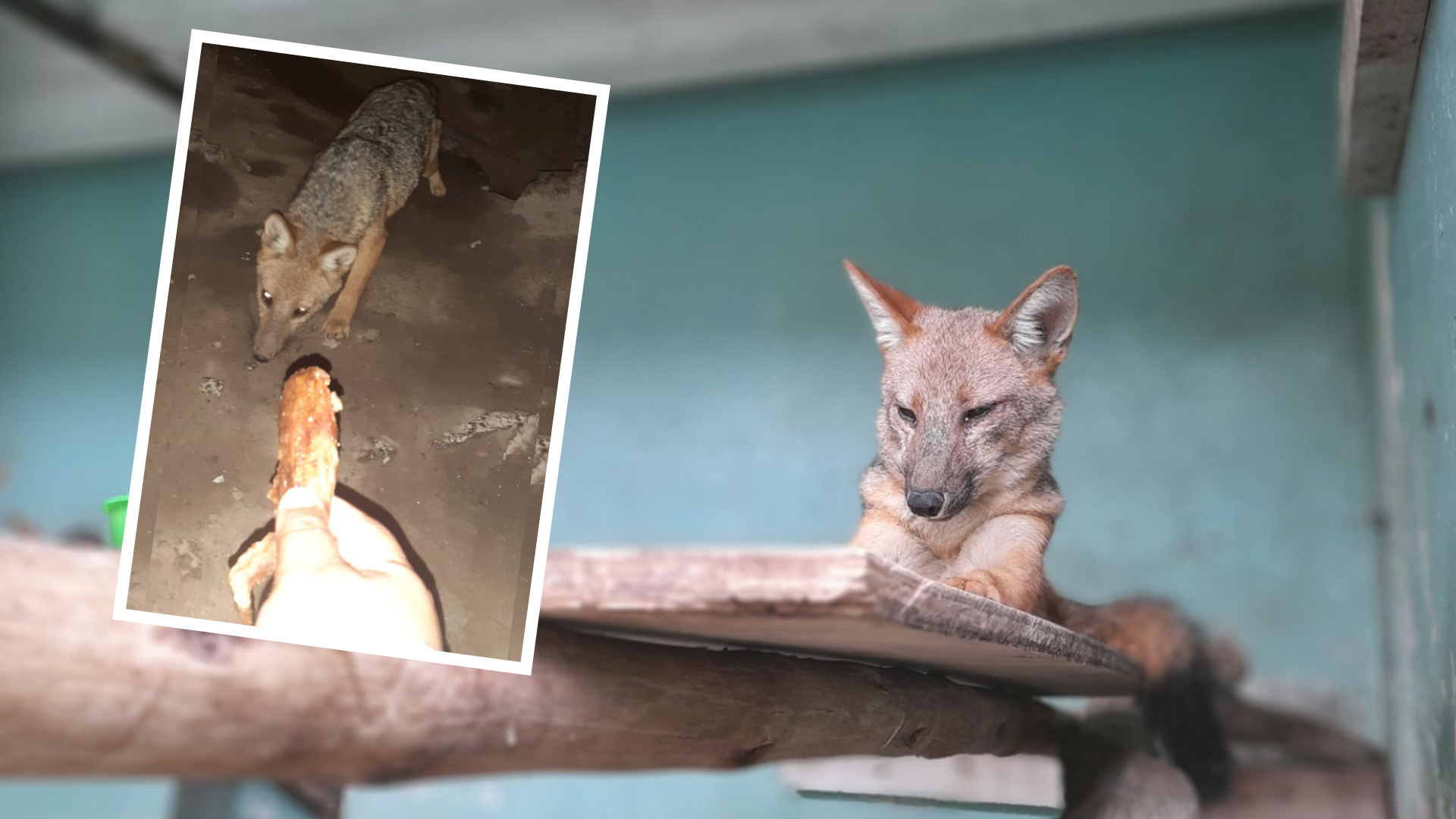 ‘Run Run’: El zorro que fue vendido como perro y ahora es símbolo en ...