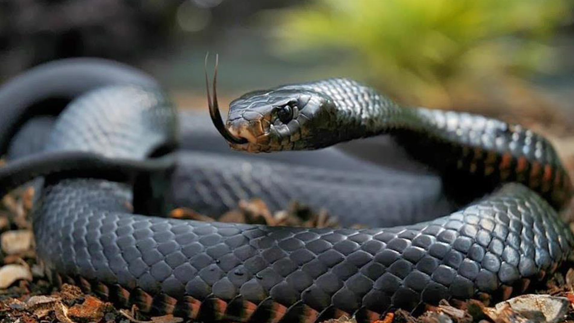 En busca de la culebra más peligrosa y agresiva de Africa: la Mamba ...