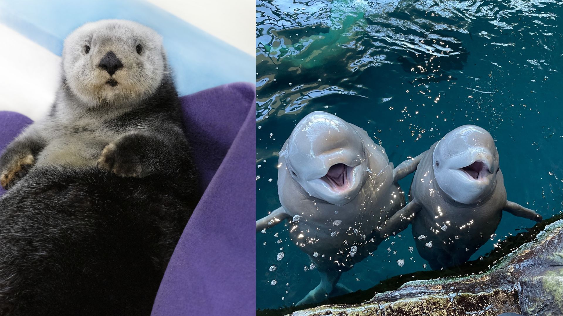 Acuario Shedd comparte fotografías de sus animales disfrutando del ...