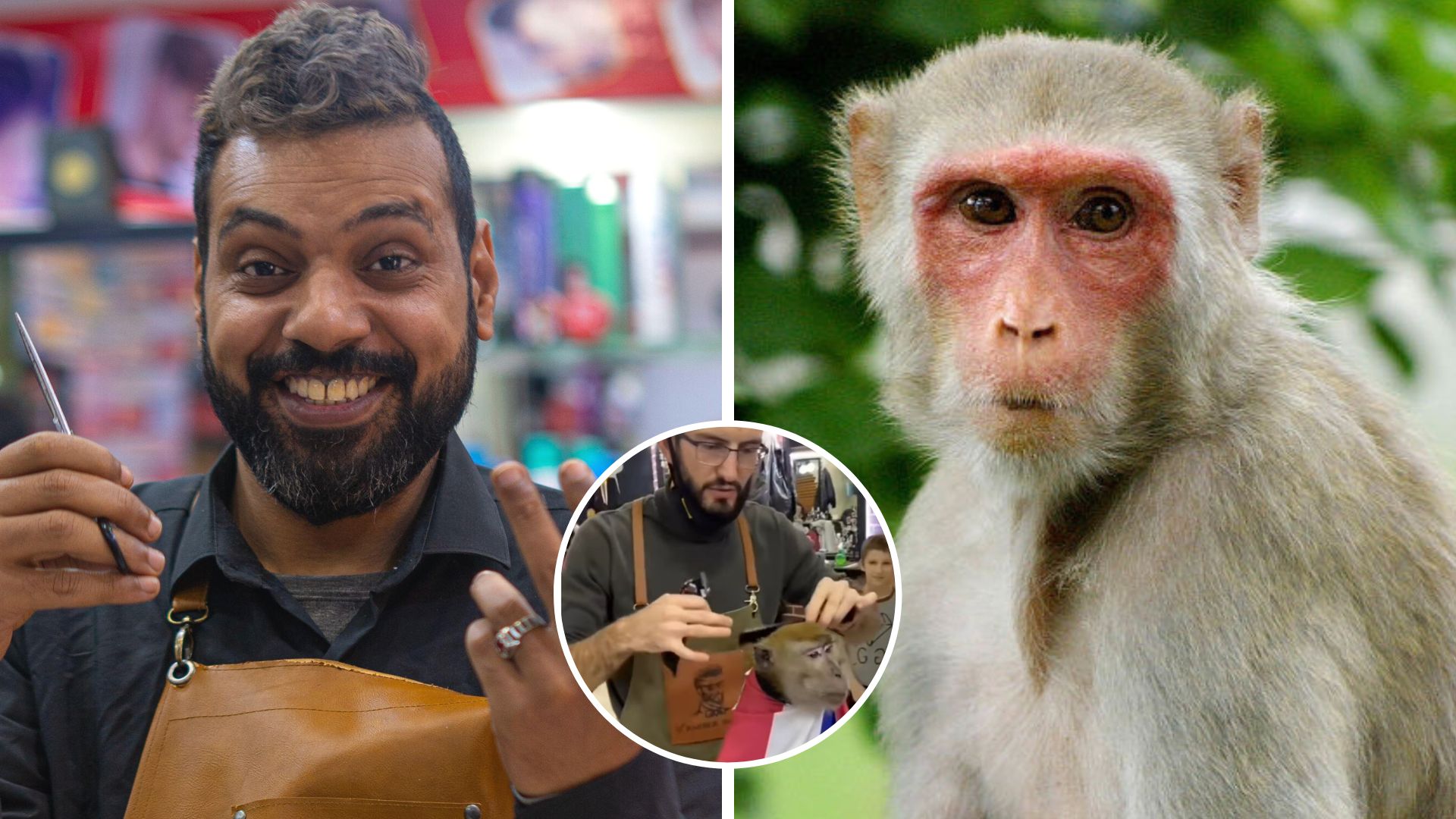 Mono en la India asiste a peluquería para que le den un cambio de look ...